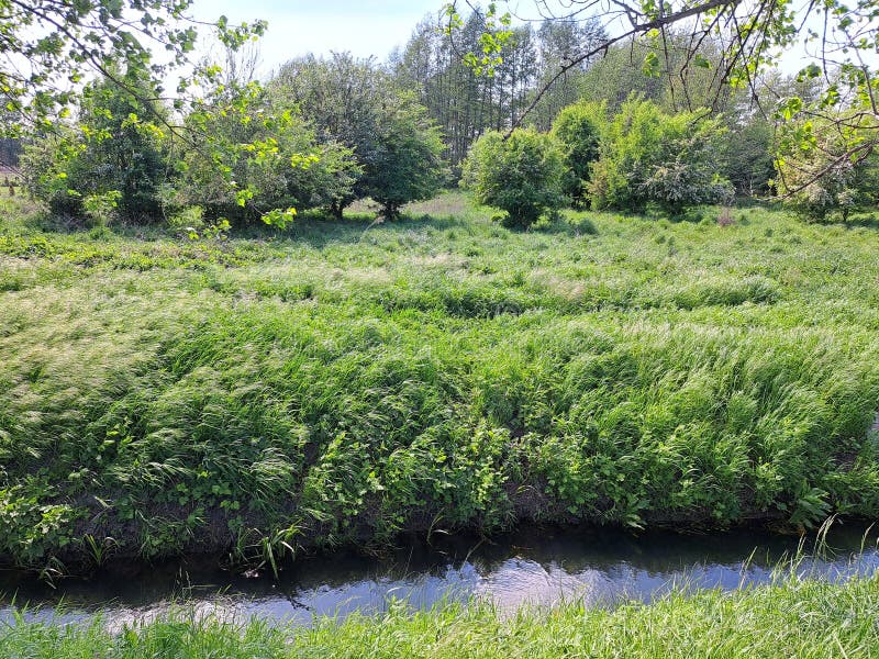 Meadow with Tall Grass, Trees, and Bushes Stock Photo - Image of ...