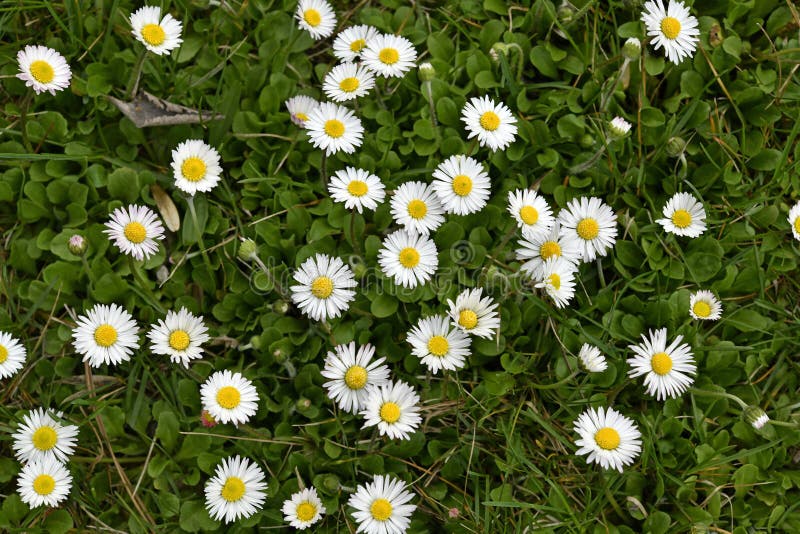 Meadow texture stock photo. Image of meadow, garden - 113835100