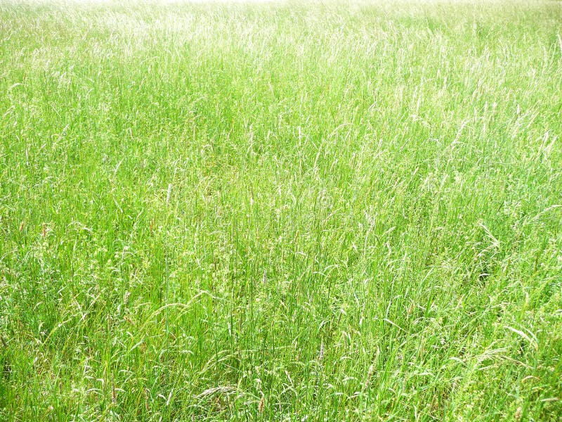 Meadow stock photo. Image of lush, sunny, meadow, plants - 142836752