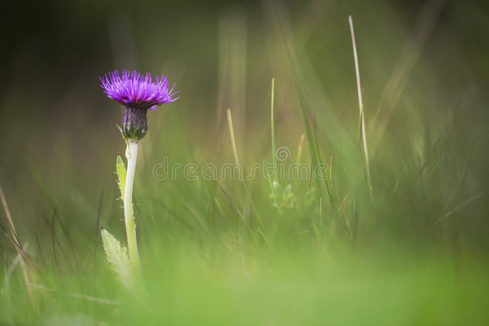 Meadow Thistle, Cirsium Dissectum Stock Image - Image of flower ...