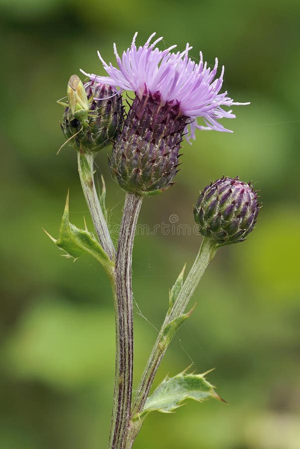 Meadow Thistle stock photo. Image of spiny, lilac, nature - 65877786