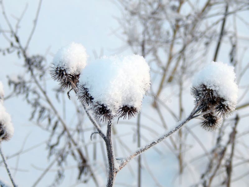 Dry Thorn in the Frost, Blurred Background the Bark of a Tree Poplar ...
