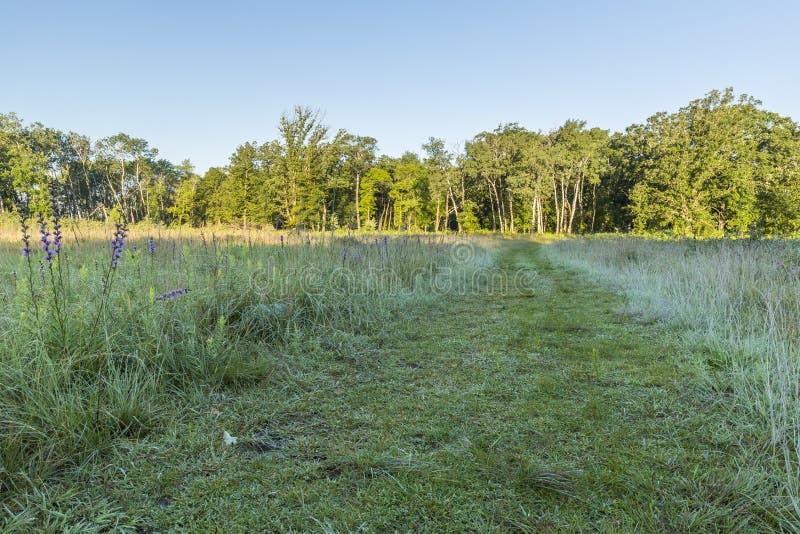 Meadow Trail To Woods stock photo. Image of green, scenic - 76589484
