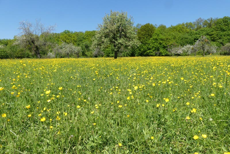 Meadow with a tree stock photo. Image of grassland, wildflower - 180319390