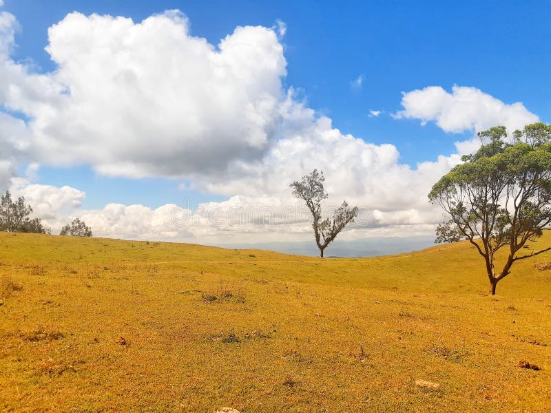 Meadow with a Tree on the Edge of a Cliff with Mountains and Clouds in ...