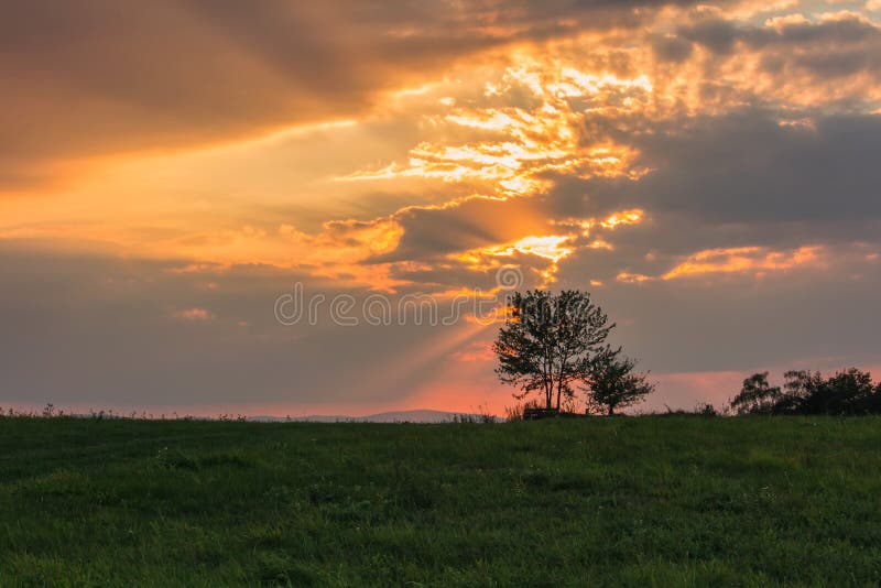 Meadow with Tree Silhouette with Gold Sunset Sky Stock Image - Image of ...