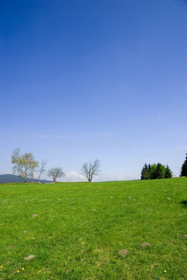 Meadow With Trees. Picture Image: 2341265