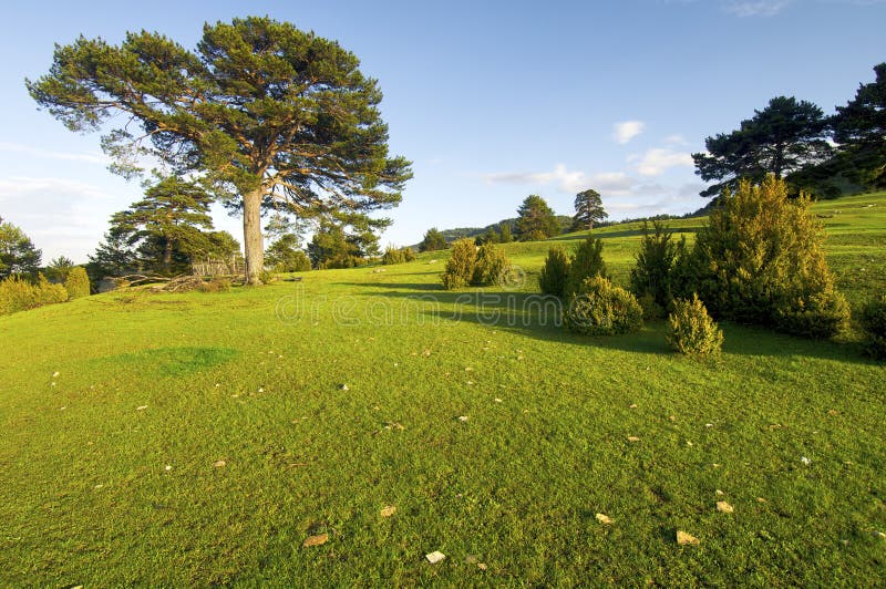 Meadow with trees stock photo. Image of green, beautiful - 8704284