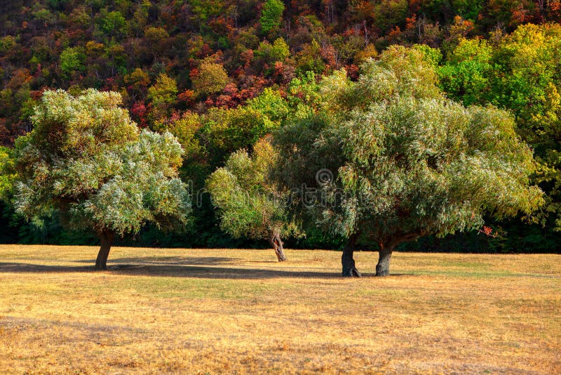 Meadow with trees stock image. Image of grass, fall - 202330341