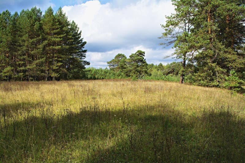 Meadow, Trees and Sky in a Delightful Light._3 Stock Image - Image of ...