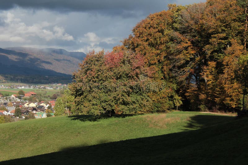 Meadow and Trees stock photo. Image of sunlight, sunny - 296774370