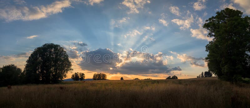 Meadow with Trees at Sunset - Summer Evening in the Countryside Stock ...