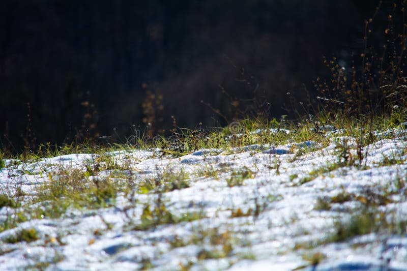 Meadow under the snow stock photo. Image of nature, snow - 353026370