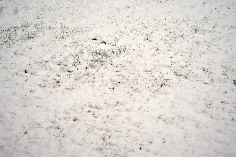 Layer of large shells stock image. Image of layer, colorful - 16417585