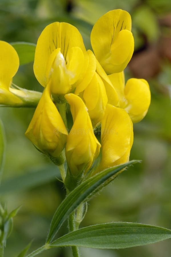Meadow Vetchling stock photo. Image of leguminosae, meadow - 188517378