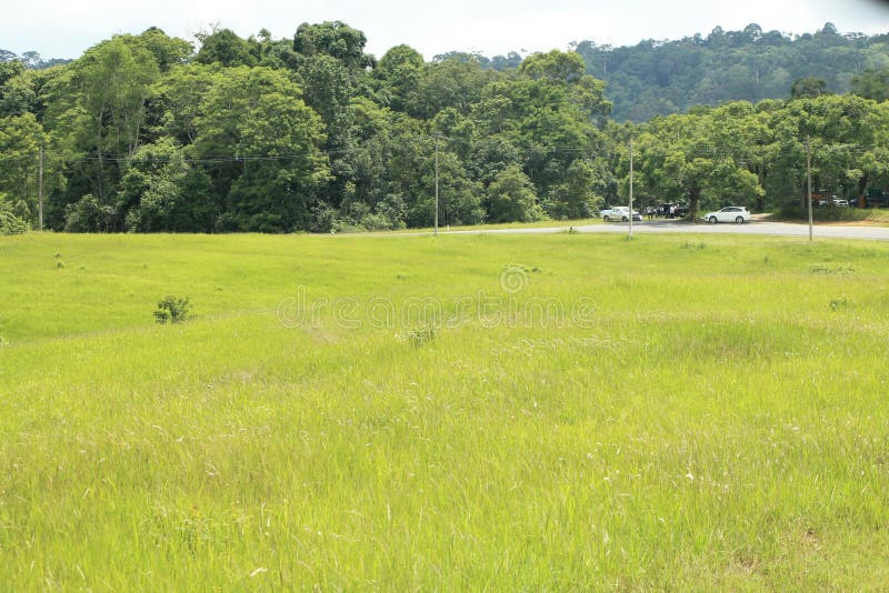 Meadow stock image. Image of forest, view, nature, meadow - 131944837