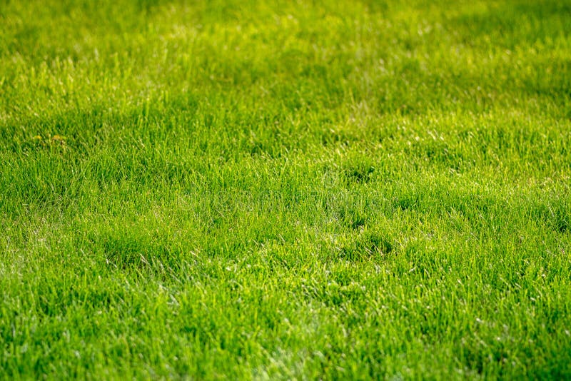 Meadow View of a Fresh Green Grass Lawn with Sunny Light Stock Photo ...
