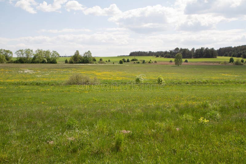 Meadow stock photo. Image of healthcare, closeup, lawn - 71046842