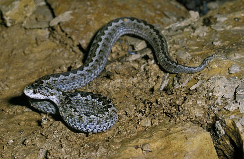 Asp Viper, Vipera Aspis, Venomous Snake in France Stock Photo - Image ...