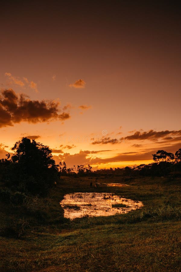 Meadow with Wet Land and Silhouette Trees Under Sunset Sky, Vertical ...