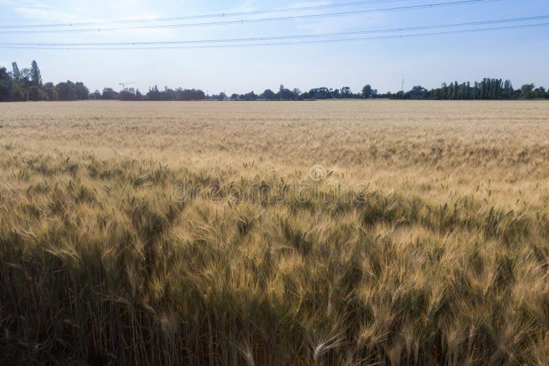 Meadow of Wheat Field in Spring and Blue Sky Stock Photo - Image of ...