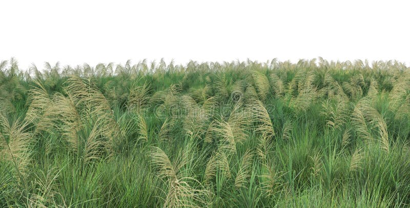 Meadow on a White Background Stock Illustration - Illustration of lawn ...