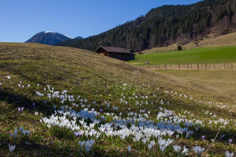 Meadow with White Tommy Crocus in the Alps Stock Photo - Image of ...