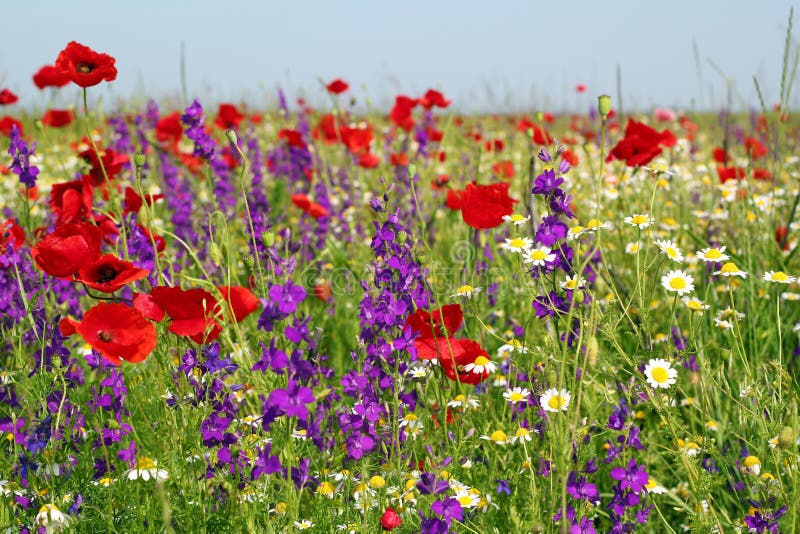 Meadow with wild flowers stock image. Image of petal - 25061075
