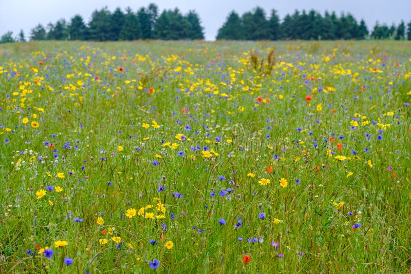 Meadow of Wild Flowers stock photo. Image of tour, visiting - 95408566