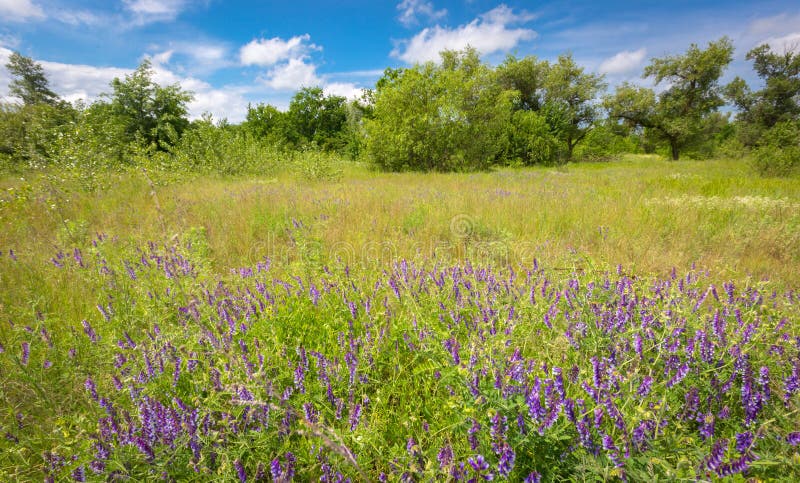Meadow with wild flowers stock photo. Image of countryside - 148948608