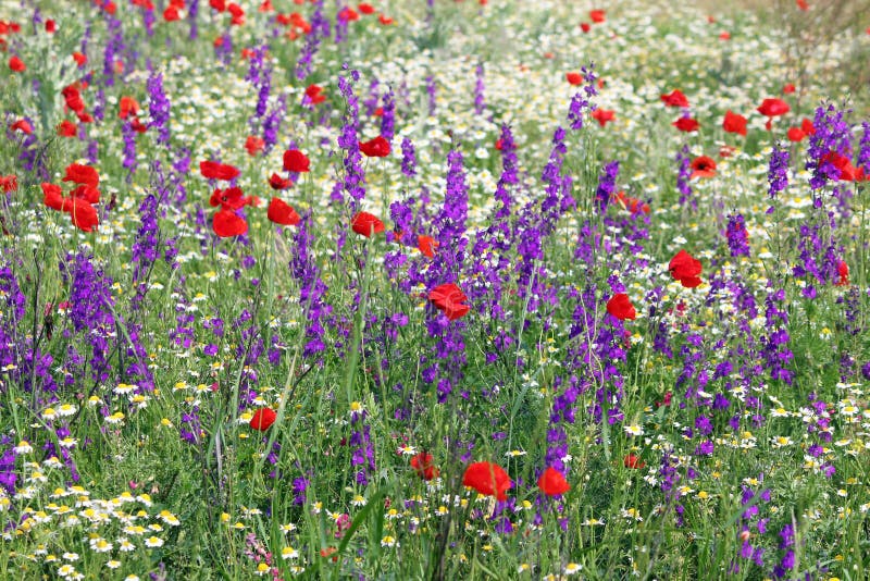 Meadow with wild flowers stock image. Image of yellow - 36548187