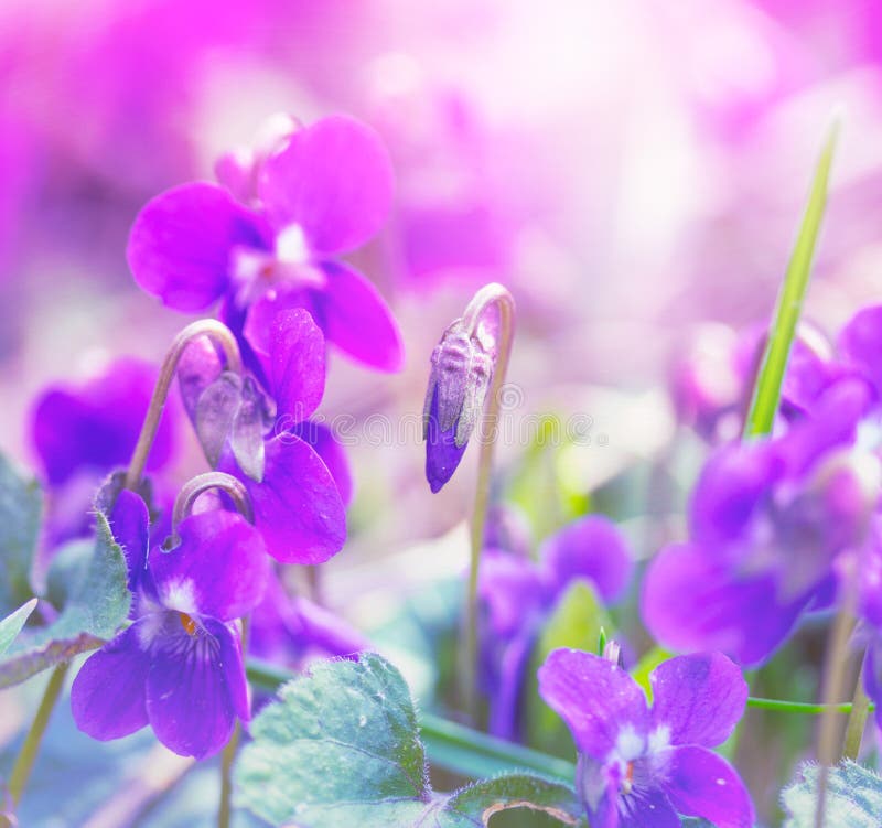 Meadow with Wild Flowers Violets Stock Image - Image of morn, morning ...