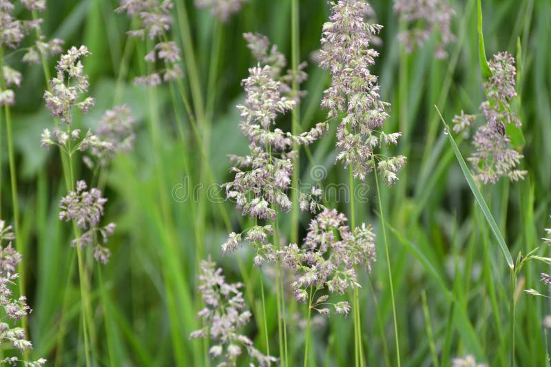 Poa Grows in the Meadow among Wild Grasses Stock Photo - Image of ...
