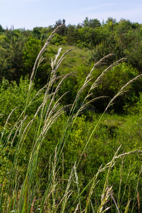 In the Meadow among Wild Grasses in the Pasture Grows Poa Stock Photo ...
