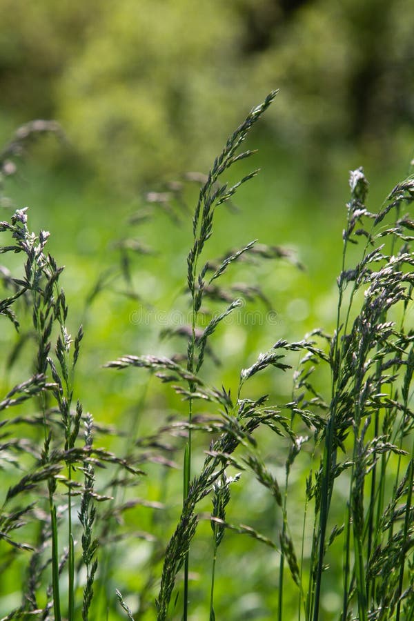 In the Meadow among Wild Grasses in the Pasture Grows Poa Stock Image ...