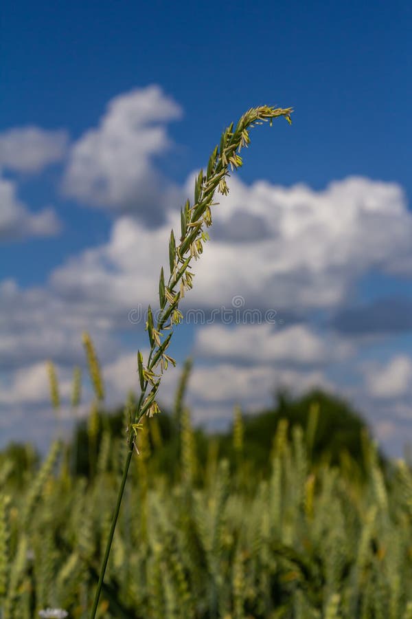 In the Meadow, in the Wild Grows Grass and Weeds Elymus Repens Stock ...