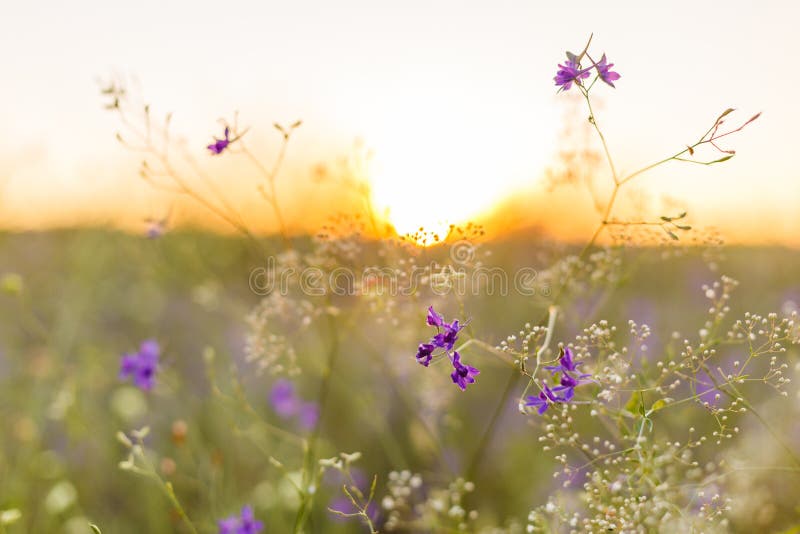 Meadow. Wild Plants at Sunset Stock Image - Image of garden, golden ...