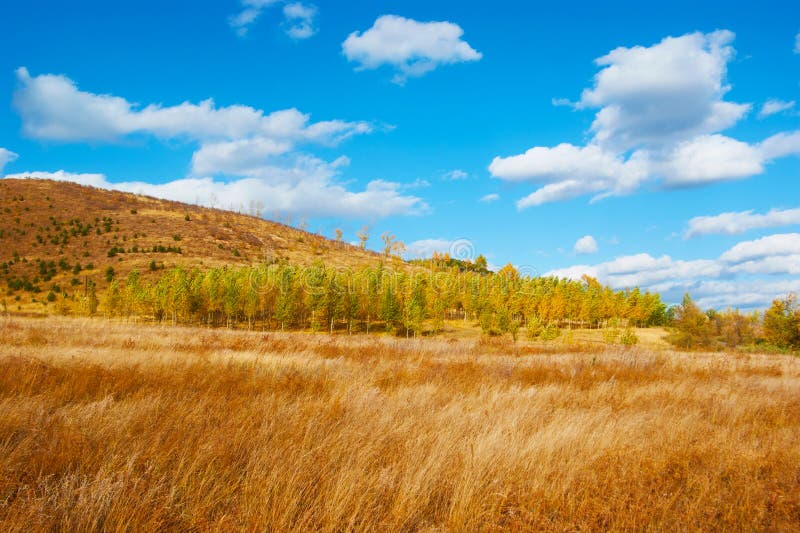 Meadow woods in the fall stock image. Image of park, cropped - 21837183