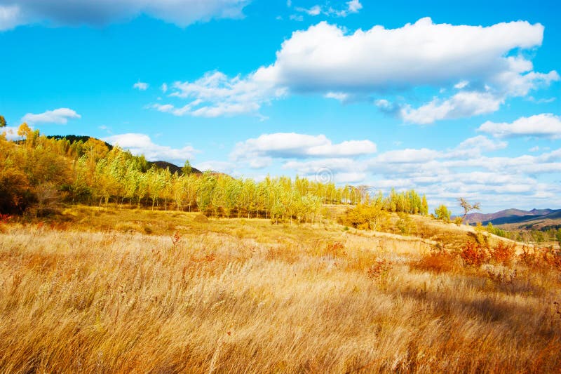 Meadow woods in the fall stock image. Image of bright - 21837397