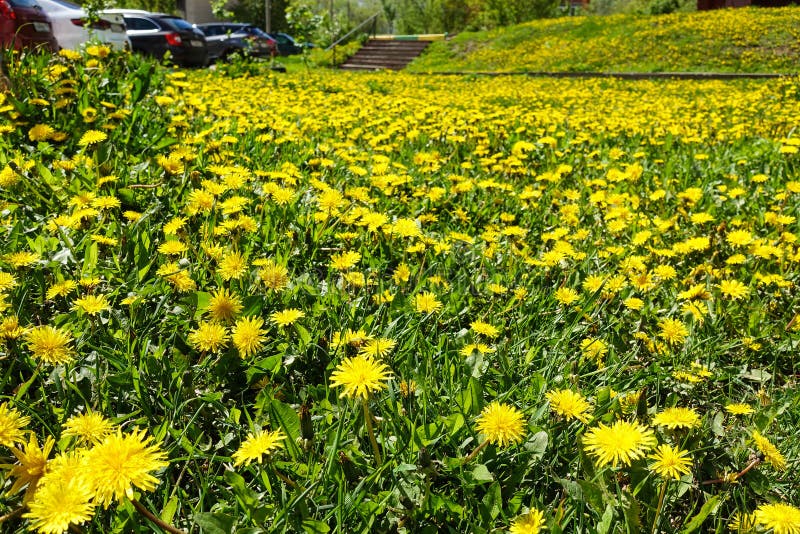 Meadow with Yellow Dandelions. a Whole Field of Yellow Dandelions Stock ...