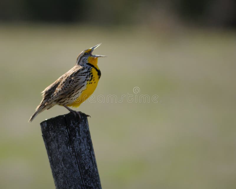 MeadowLark stock image. Image of meadowlark, song, lark - 18090569