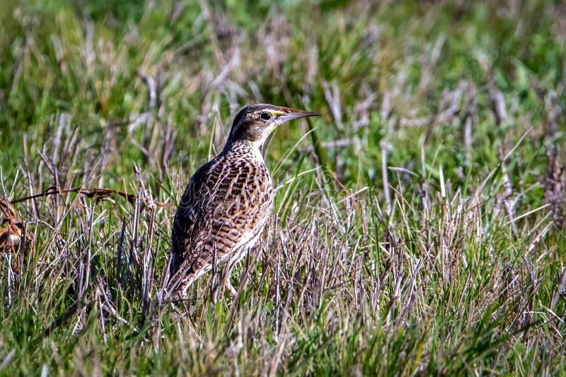 Meadowlark in the Grass on a Hunt Stock Photo - Image of meadowlark ...
