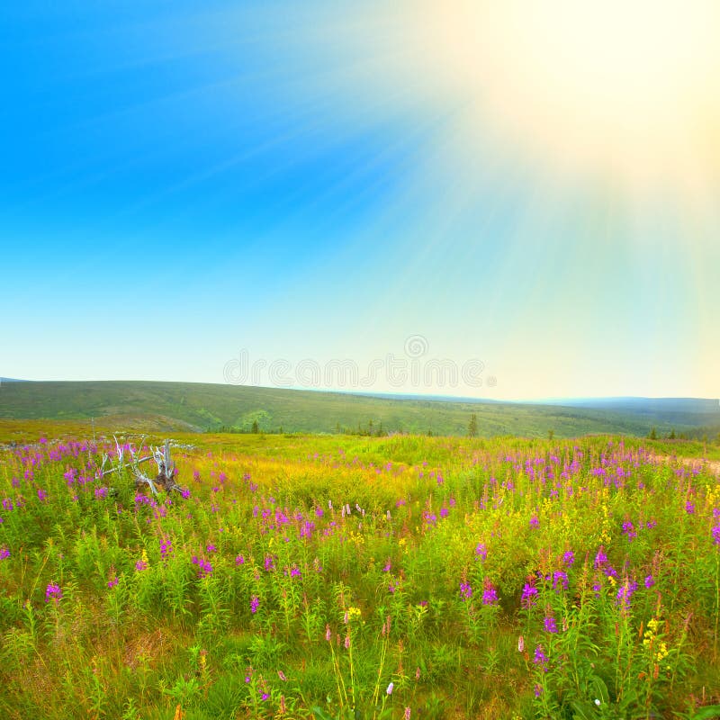 Meadows stock photo. Image of land, clover, beauty, green - 26237892