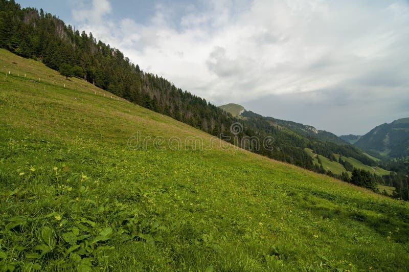 Meadows in the Alpine Slopes Stock Image - Image of swiss, natural ...