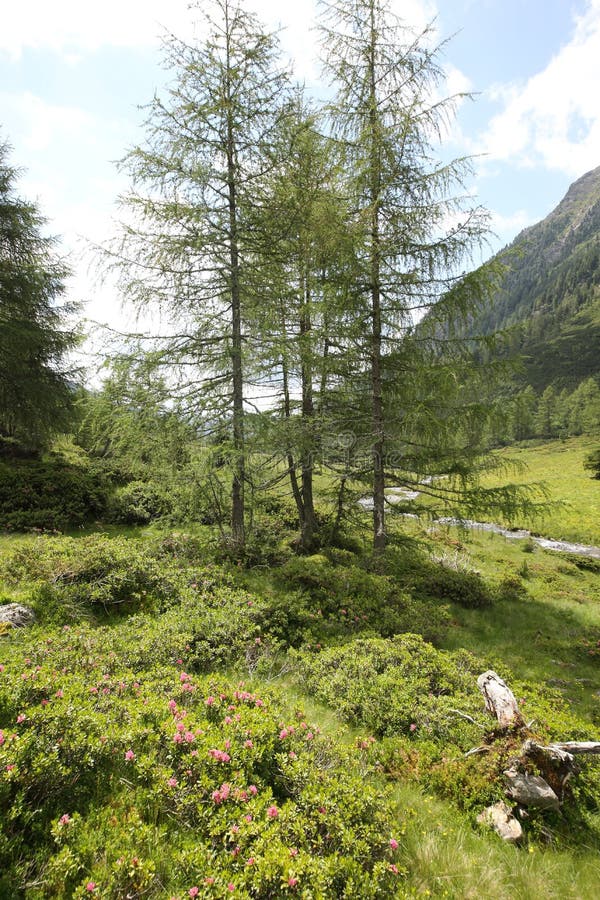 Meadows in the alps stock image. Image of lush, blooms - 42493785
