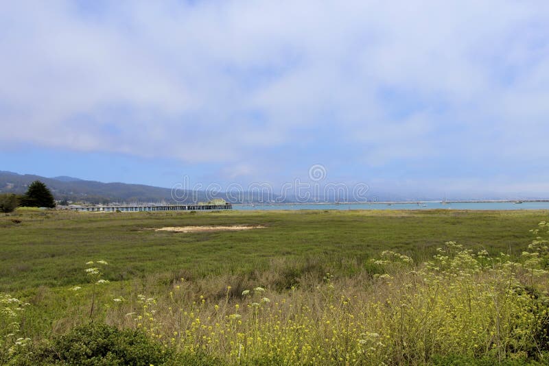Meadows beach stock image. Image of wildflower, landscape - 42000123