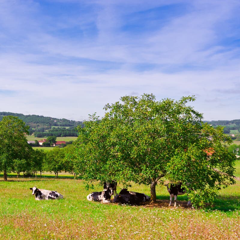 Meadows stock image. Image of countryside, farmland - 197650621
