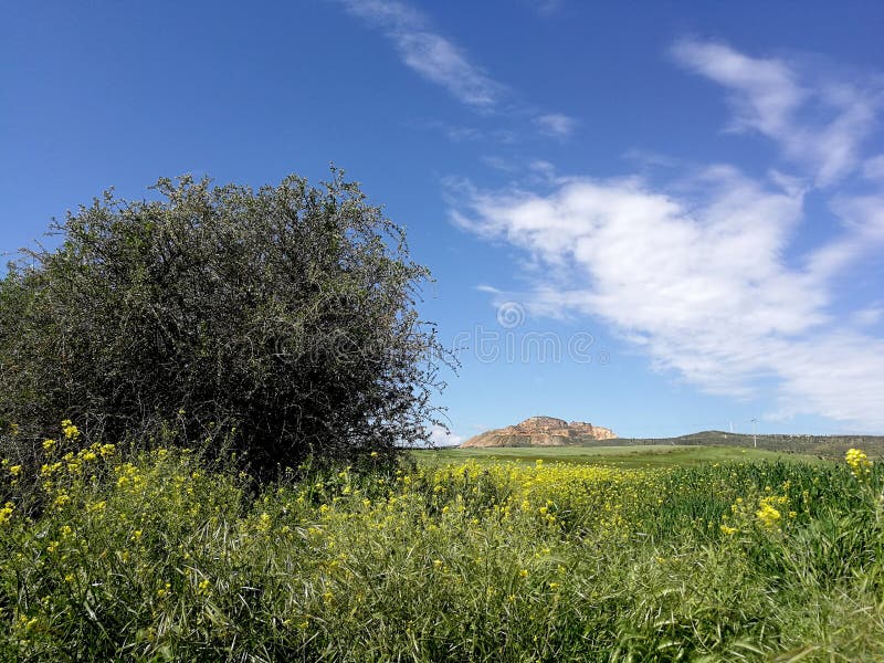 Meadows and Fields in Spring Stock Photo - Image of country, white ...
