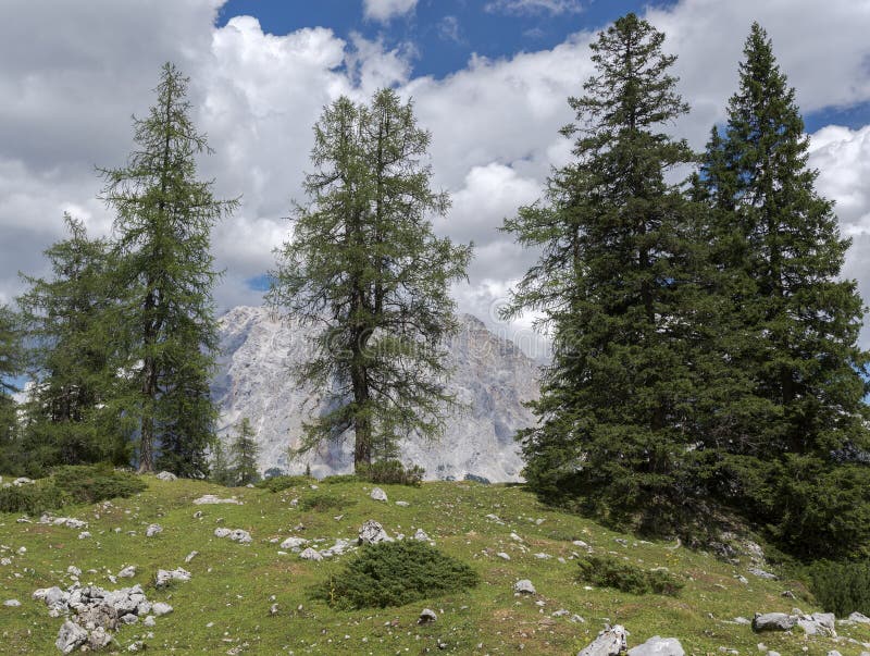 Meadows and Forest of Norway Spruce, Picea Abies Stock Image - Image of ...