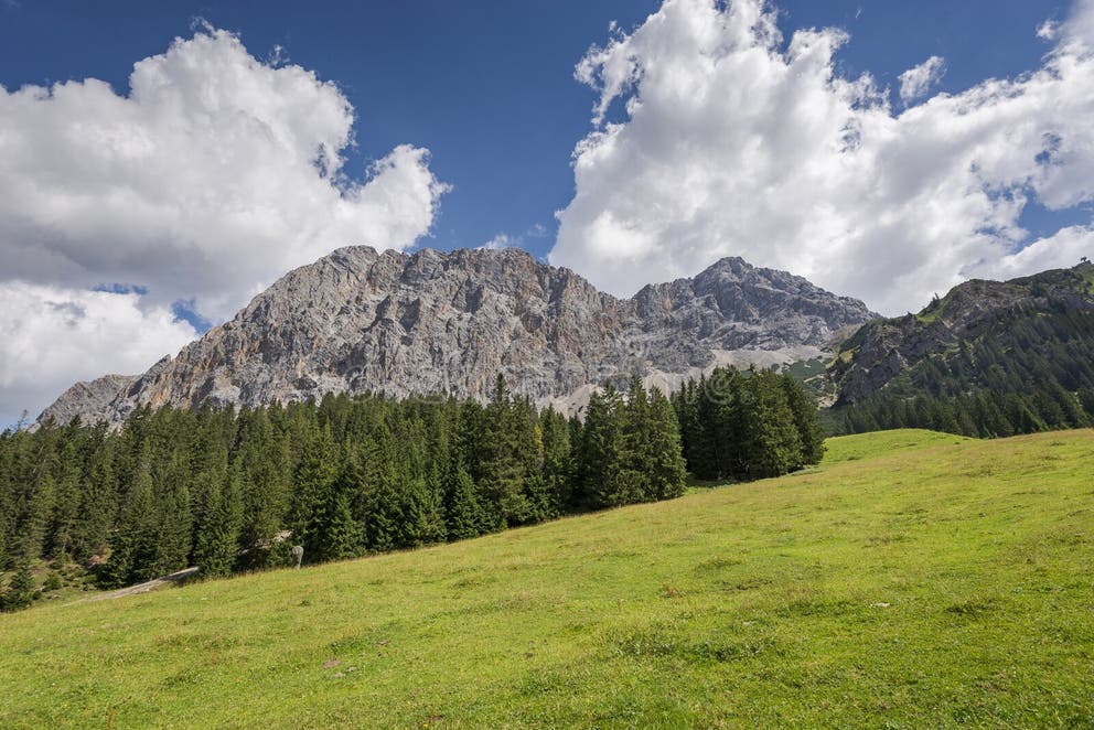Meadows and Forest of Norway Spruce, Picea Abies Stock Photo - Image of ...